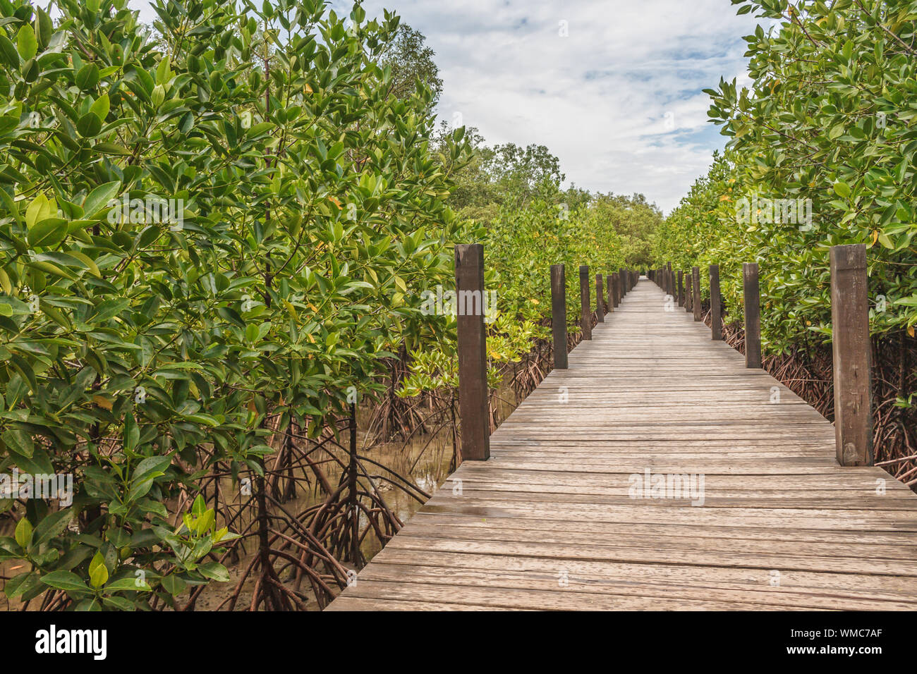 Mangrove Boardwalk High Resolution Stock Photography and Images - Alamy