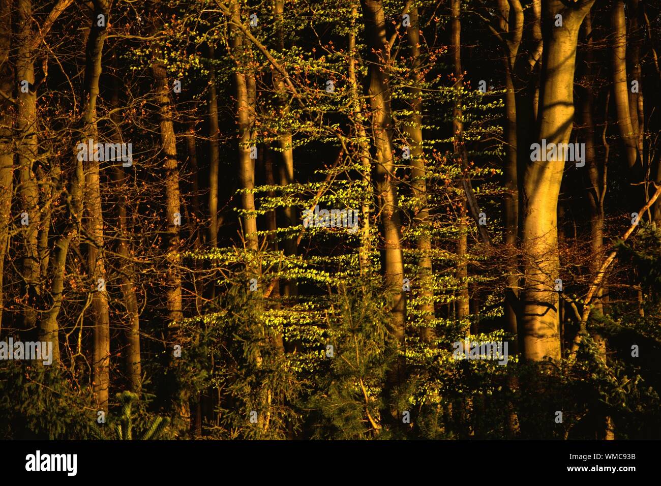 Night scene in the woods hi-res stock photography and images - Alamy