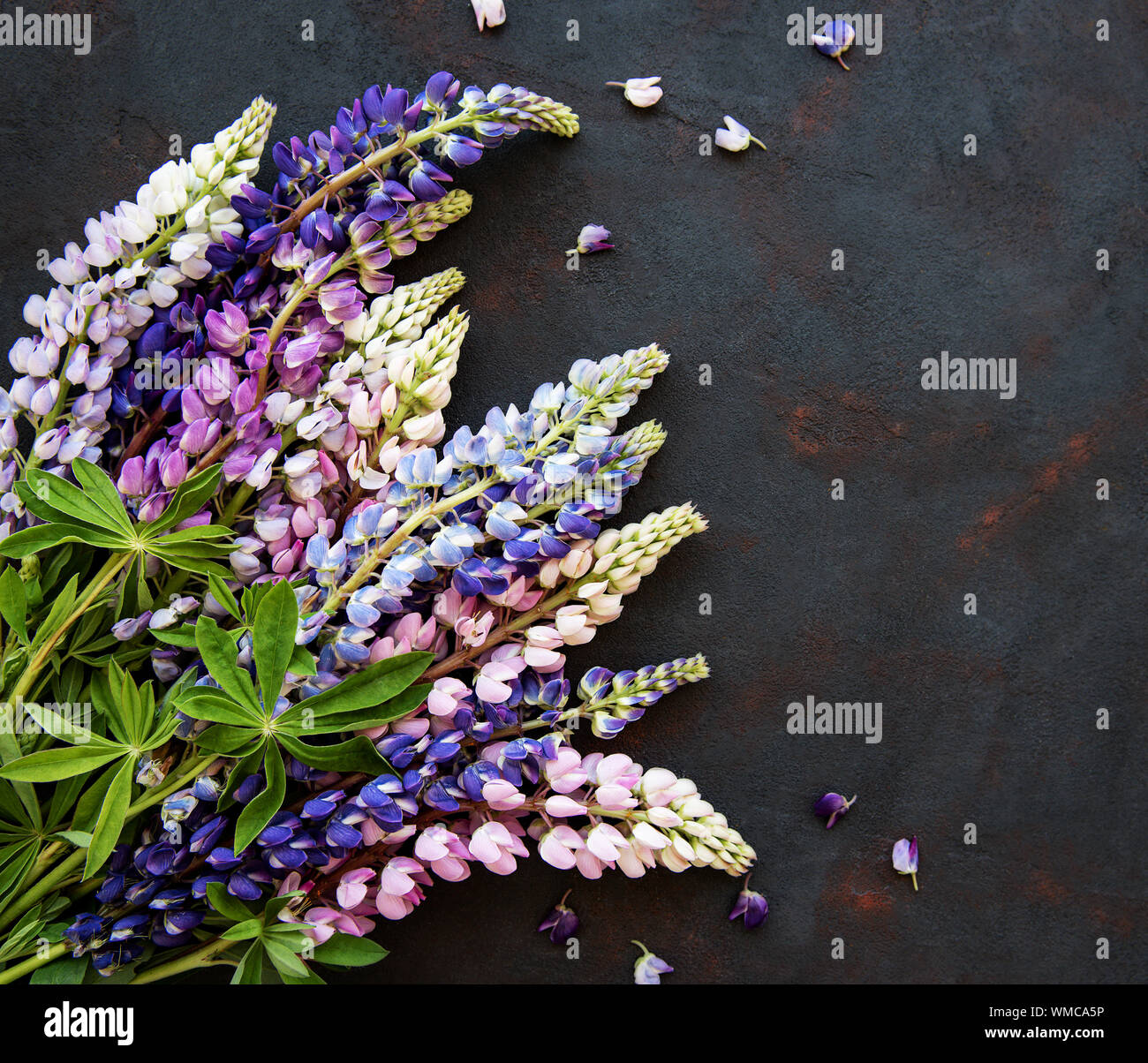 Pink and purple lupine flowers border on a black concrete background ...