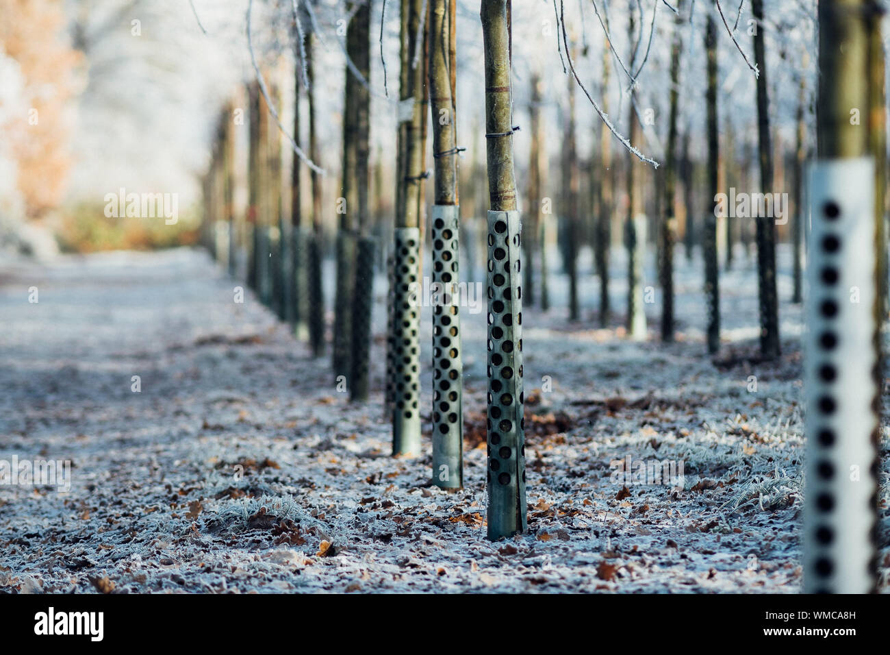 Tree protection saplings hi-res stock photography and images - Alamy