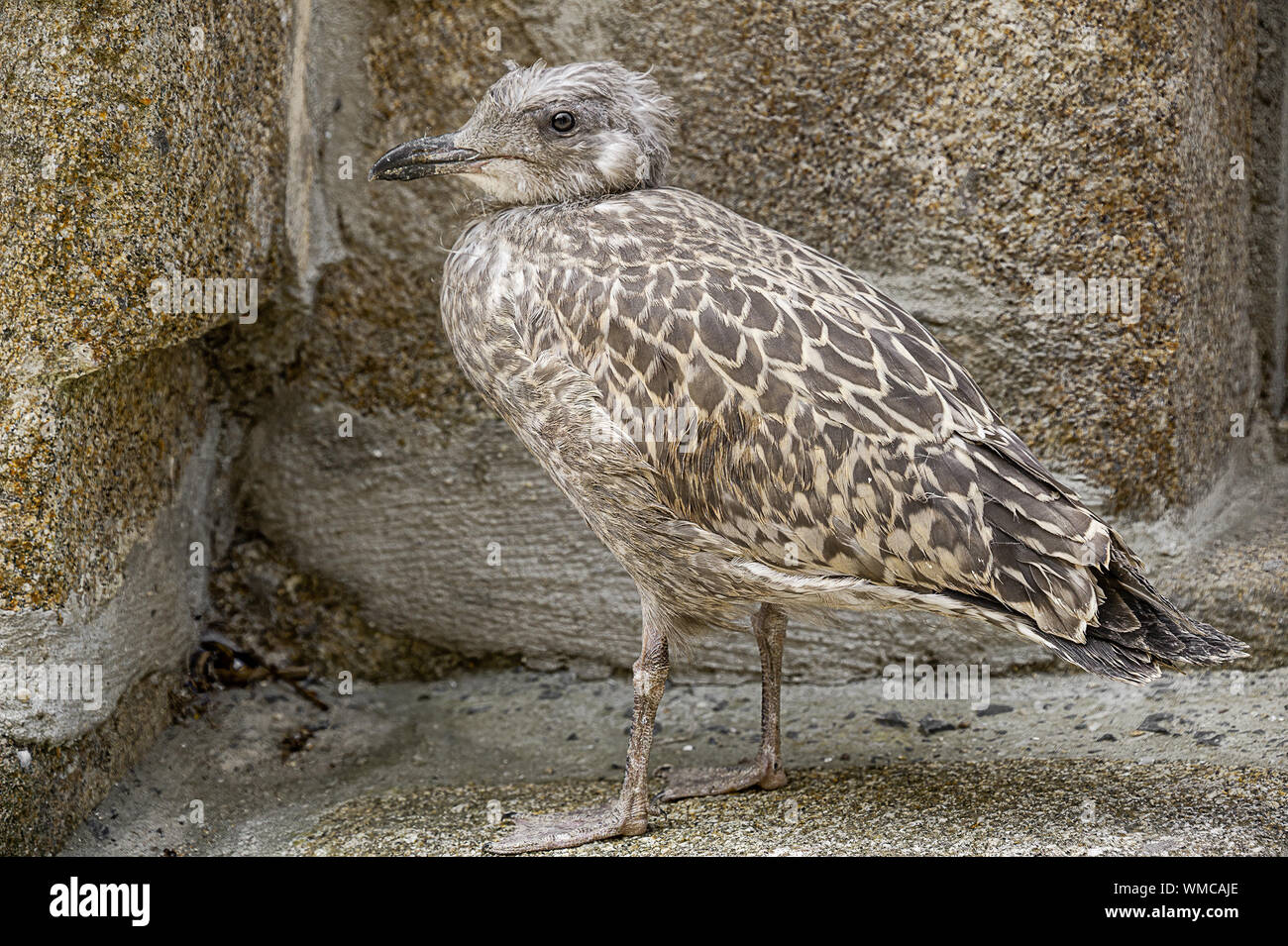 Mottled brown plumage hi-res stock photography and images - Alamy