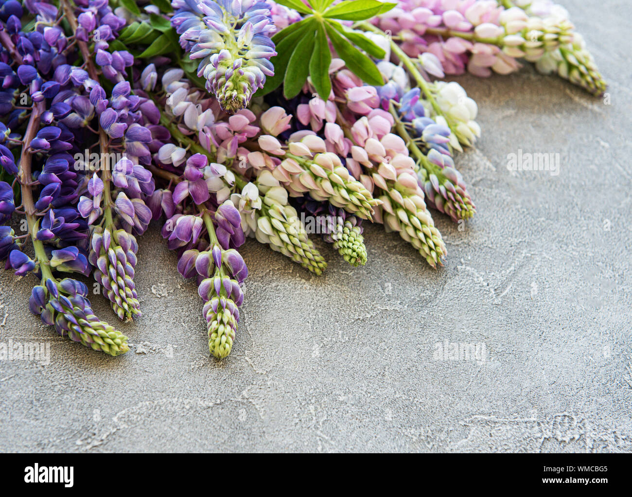Pink and purple lupine flowers border on a grey concrete background ...