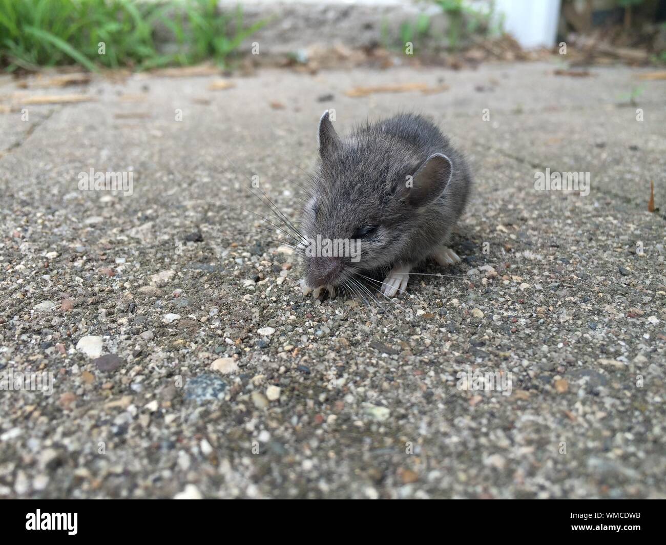 Grey rat High Resolution Stock Photography and Images - Alamy