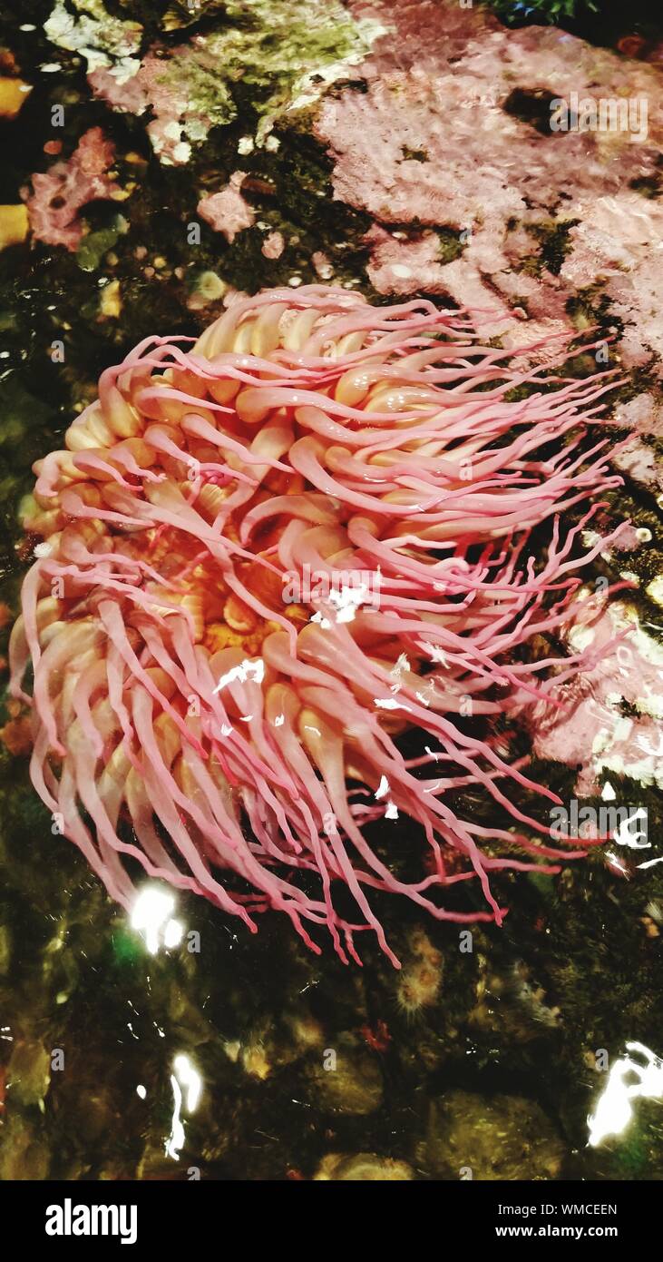 Pink anemone hi-res stock photography and images - Alamy