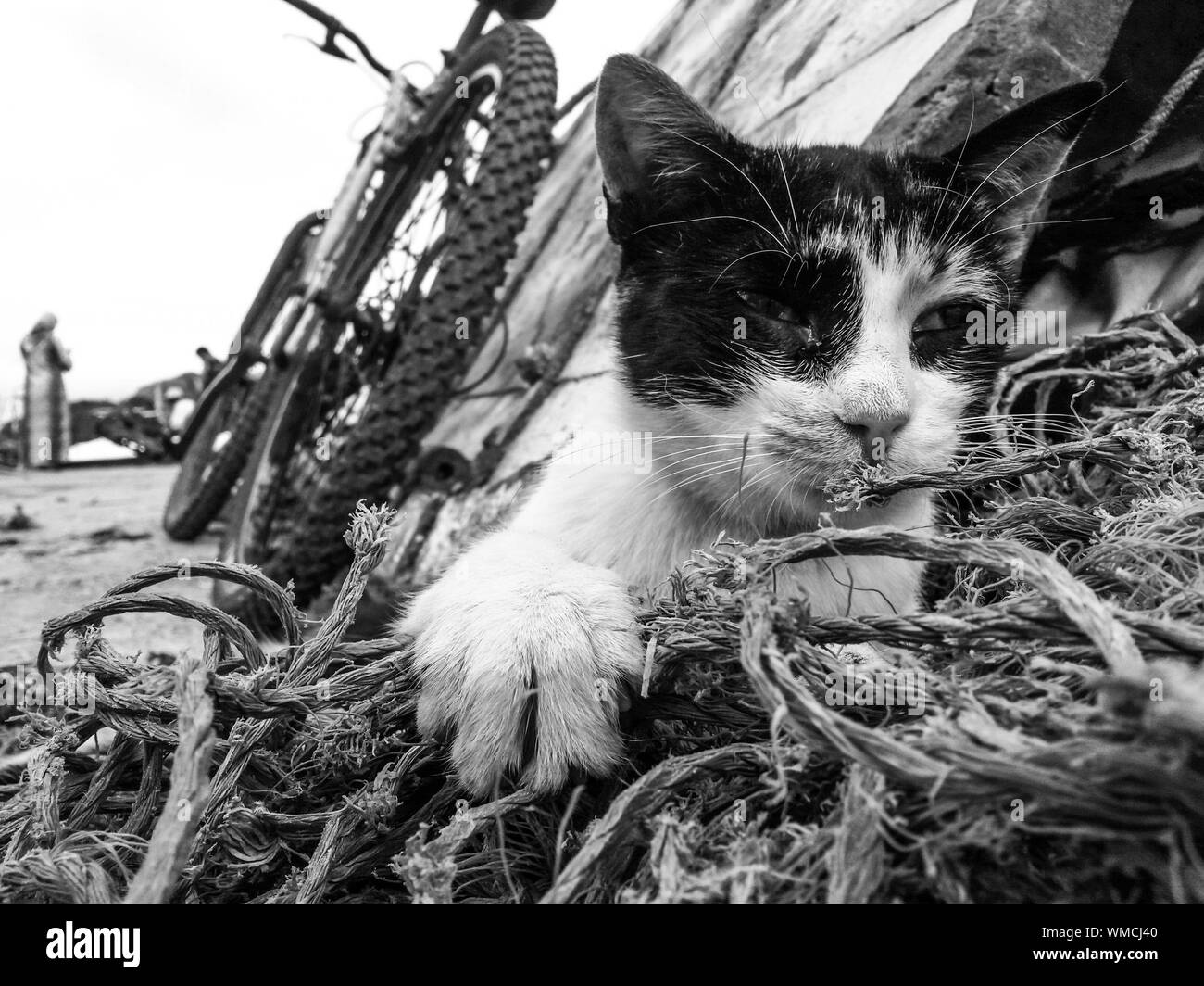 One fishing cat hi-res stock photography and images - Alamy