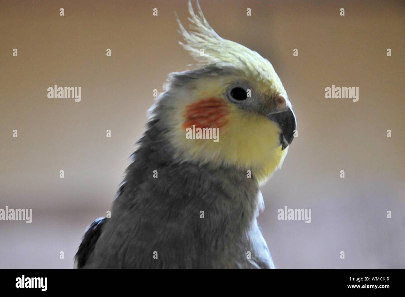 Parrot cockatiel hi-res stock photography and images - Alamy