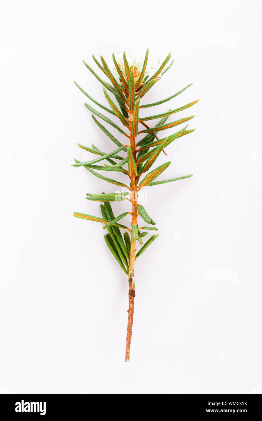 Labrador Tea Plant High Resolution Stock Photography and Images - Alamy