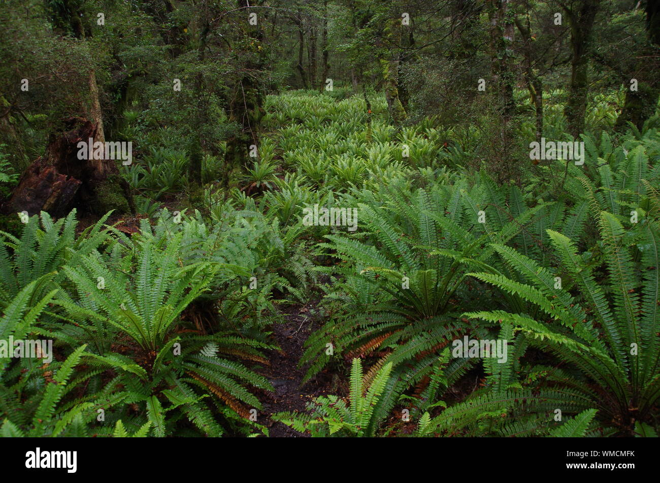 Te araroa forest hi-res stock photography and images - Alamy