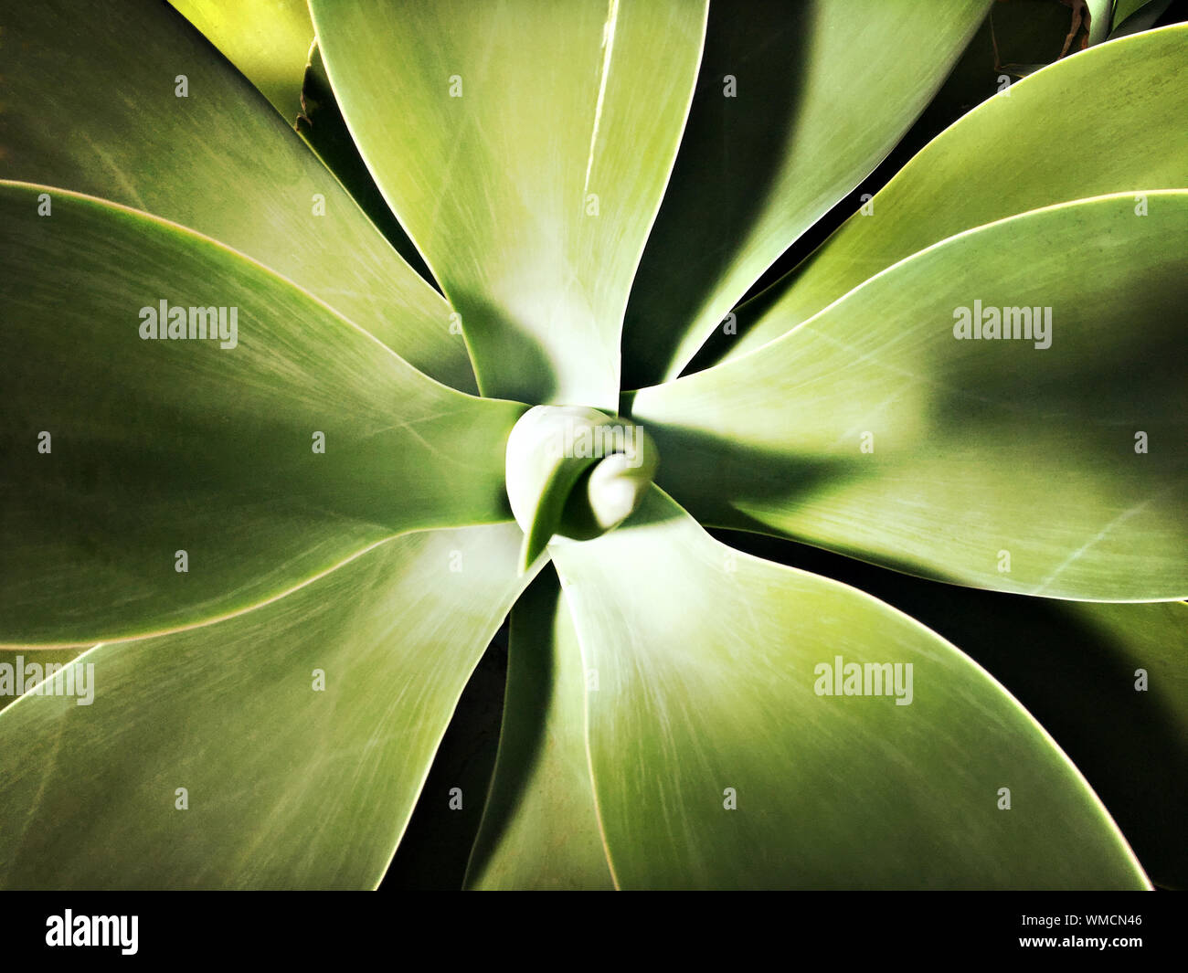 Close up agave plant hi-res stock photography and images - Alamy