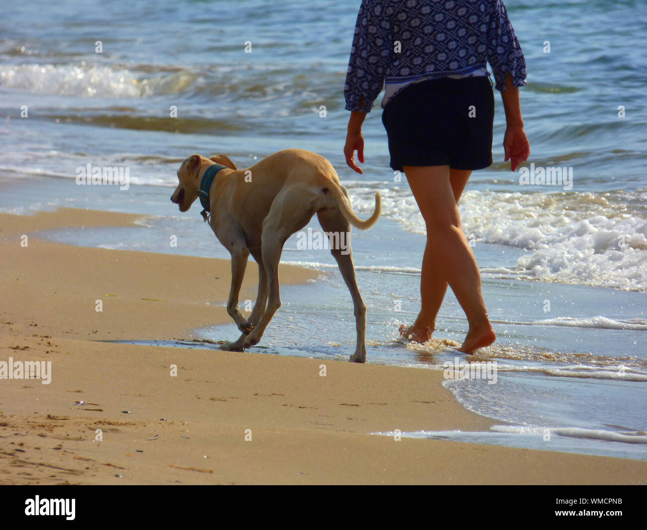 Greyhound on beach hi-res stock photography and images - Alamy