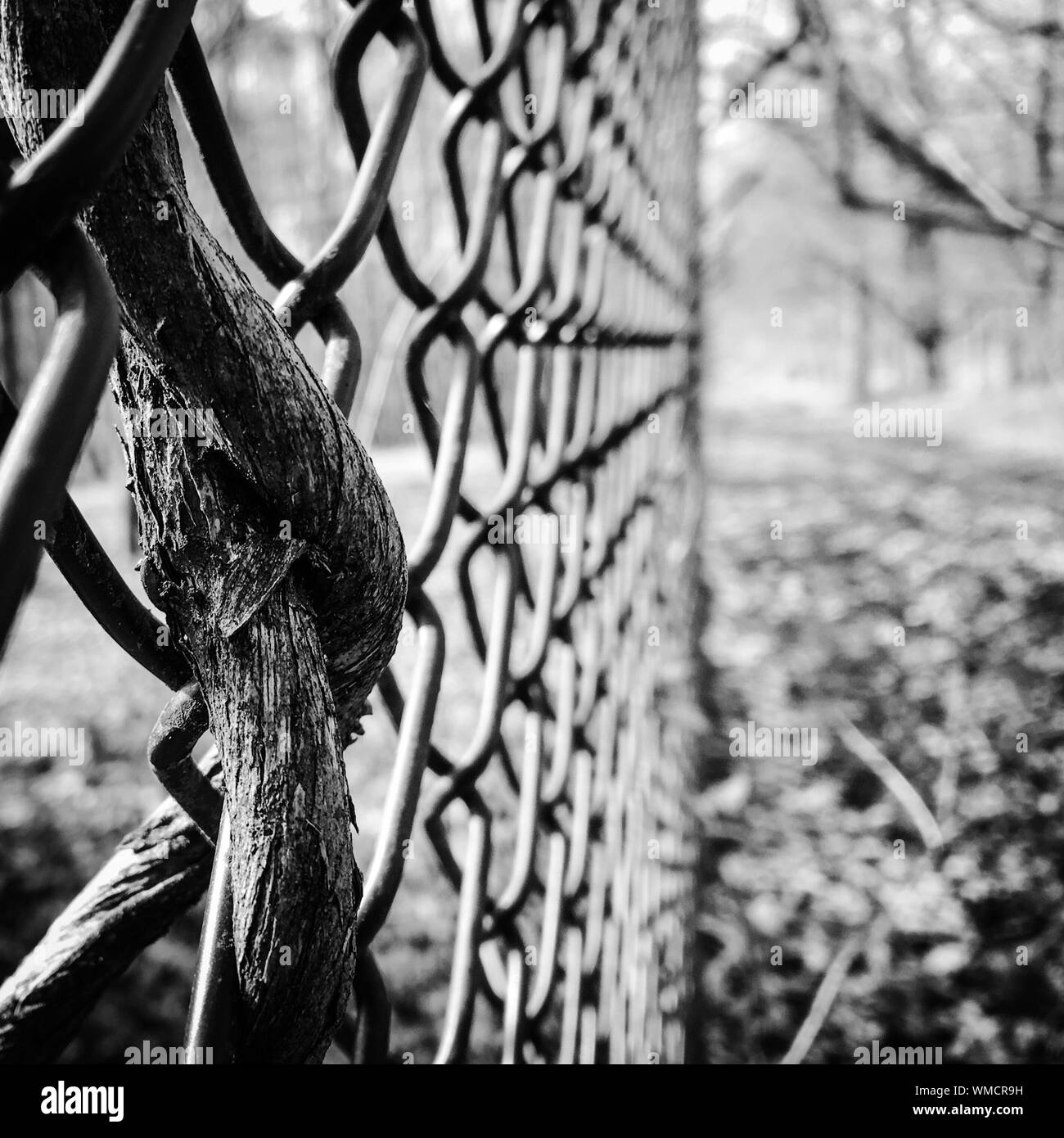 Leaning branch hi-res stock photography and images - Alamy