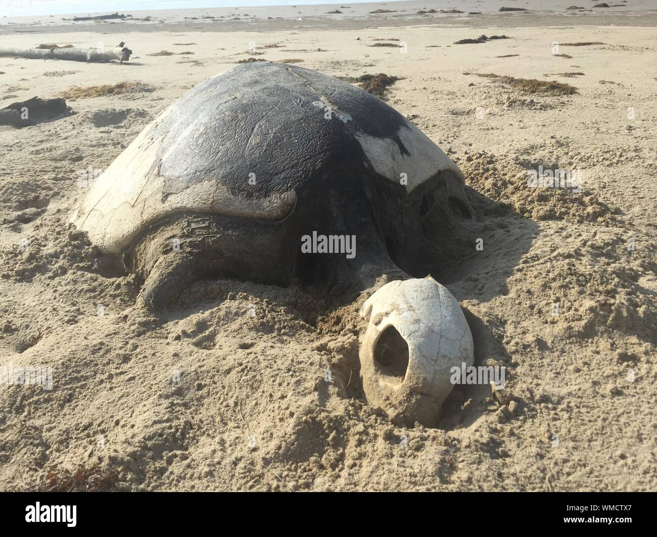 Skull turtle hi-res stock photography and images - Alamy