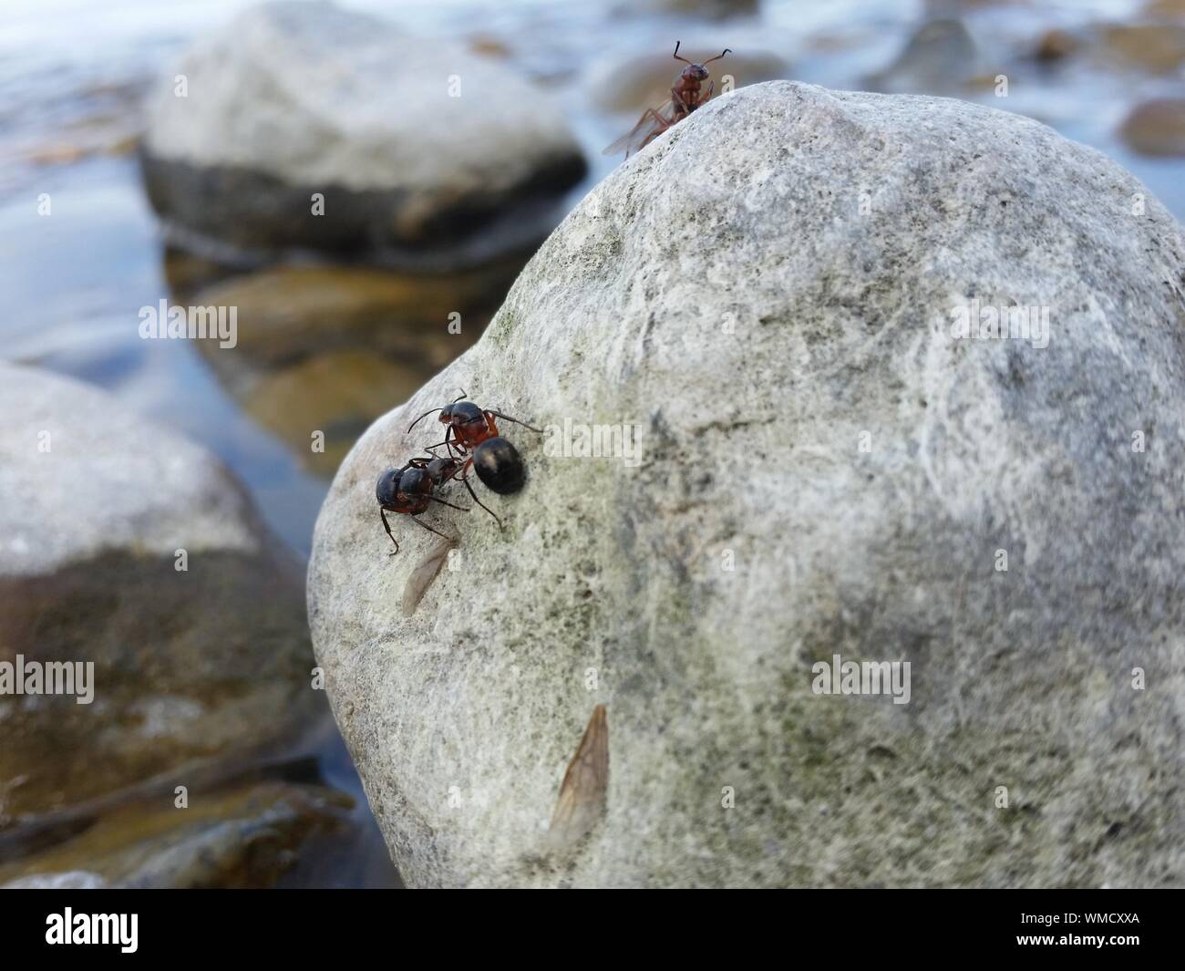 Ants On Rock High Resolution Stock Photography and Images - Alamy