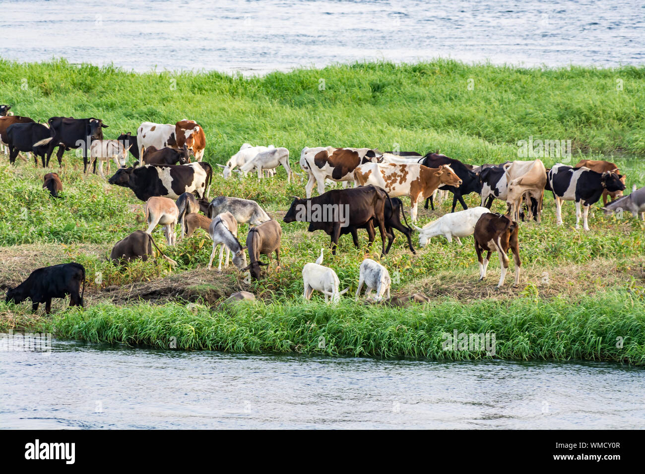Cattle or livestock grazing on the bank of Nile river, Egypt Stock ...