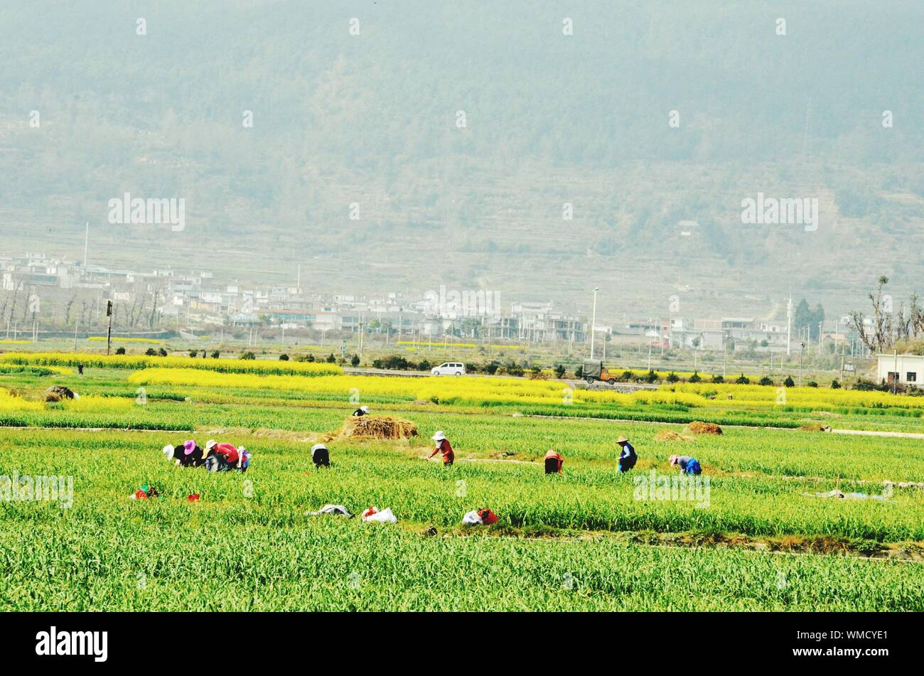 Field crop farm worker hi-res stock photography and images - Alamy