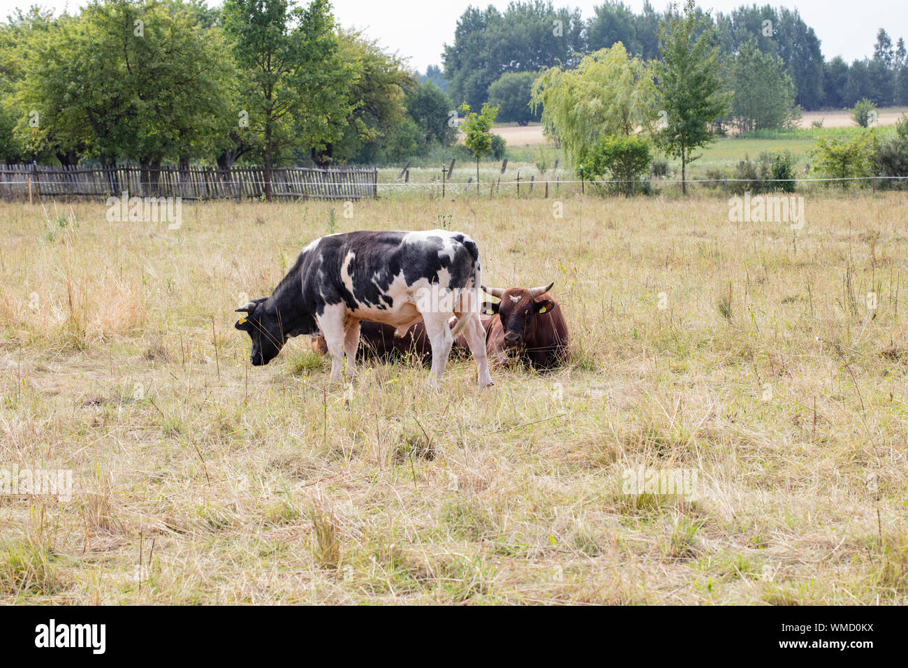 farm animals on the pasture, dairy cows Stock Photo - Alamy