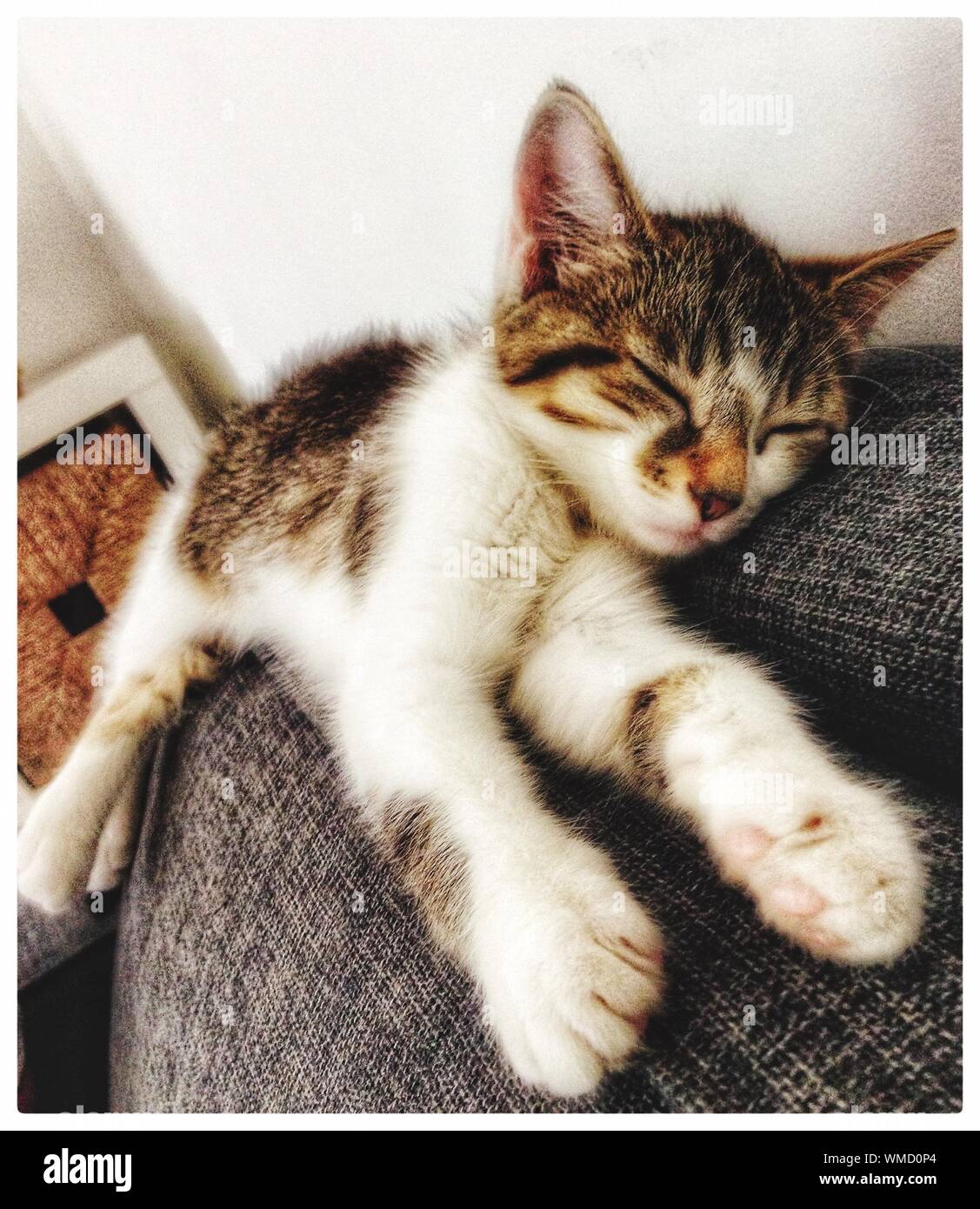 Kitten napping Cut Out Stock Images & Pictures - Alamy