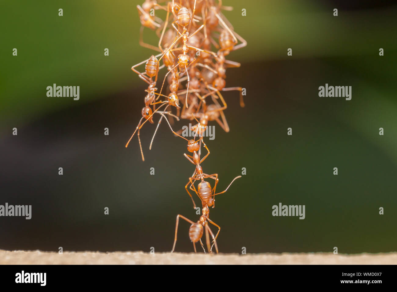 Red ants of thailand hi-res stock photography and images - Alamy
