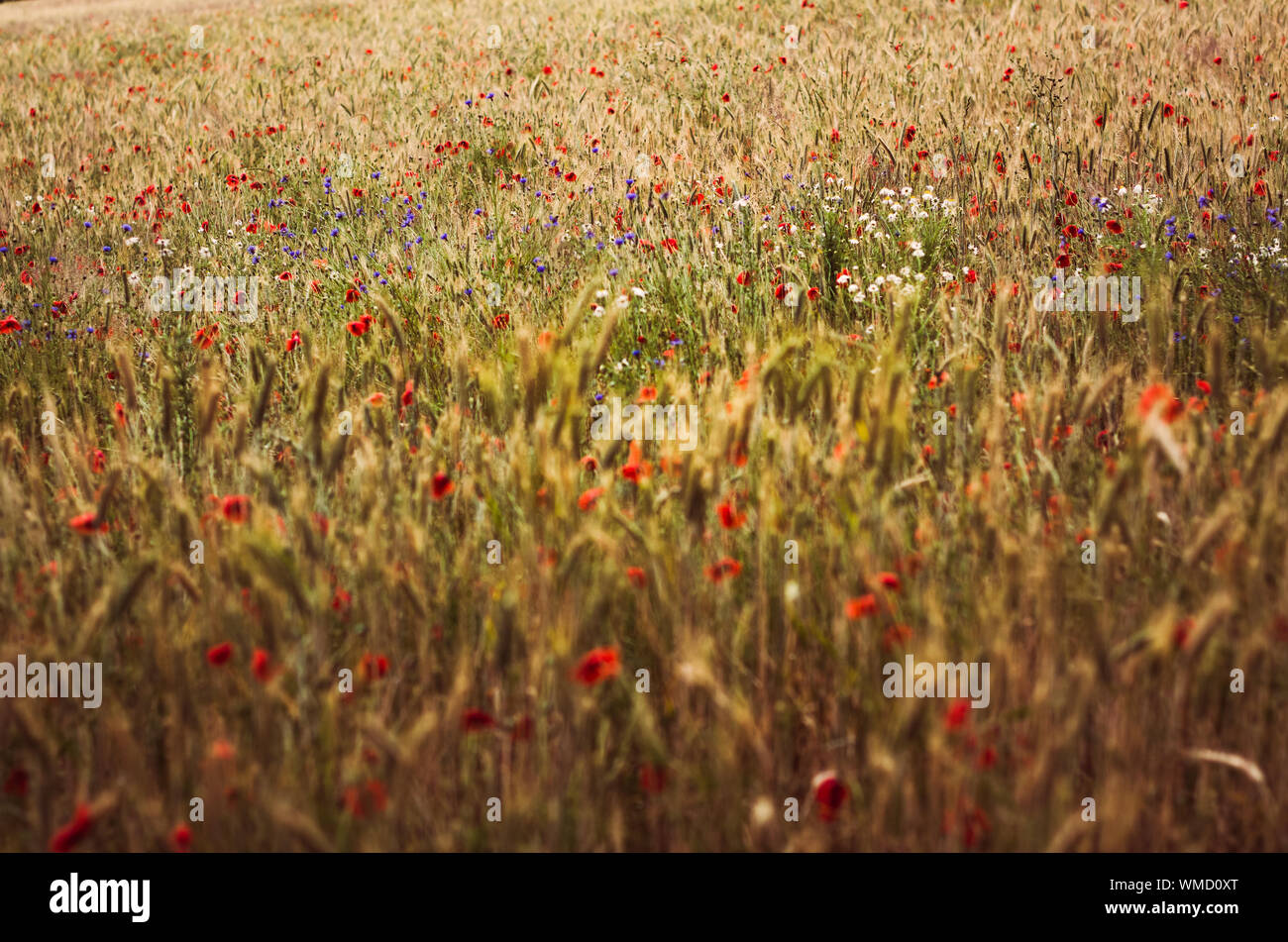 Cultivated wildflowers hi-res stock photography and images - Alamy