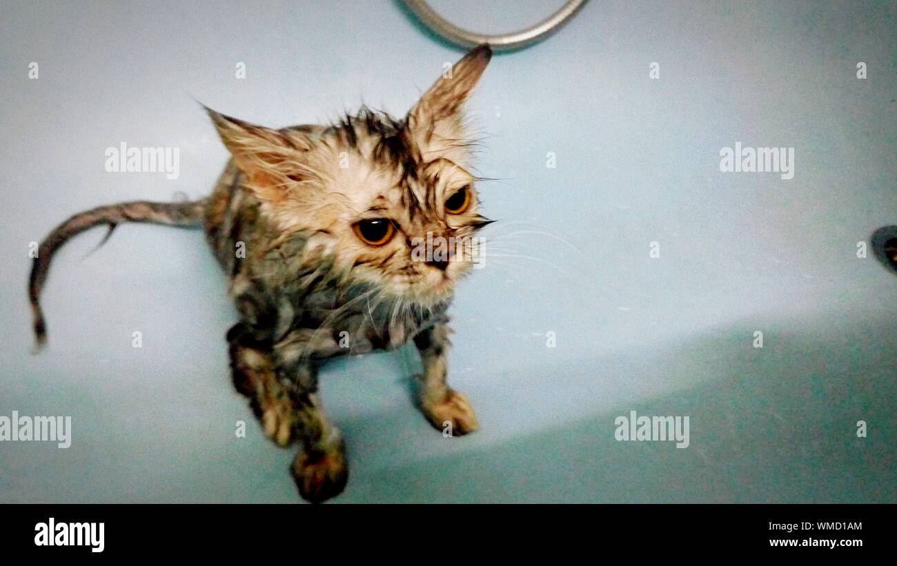 Cat, wet, funny hi-res stock photography and images - Alamy