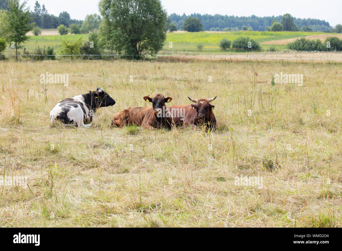 farm animals on the pasture, dairy cows Stock Photo - Alamy