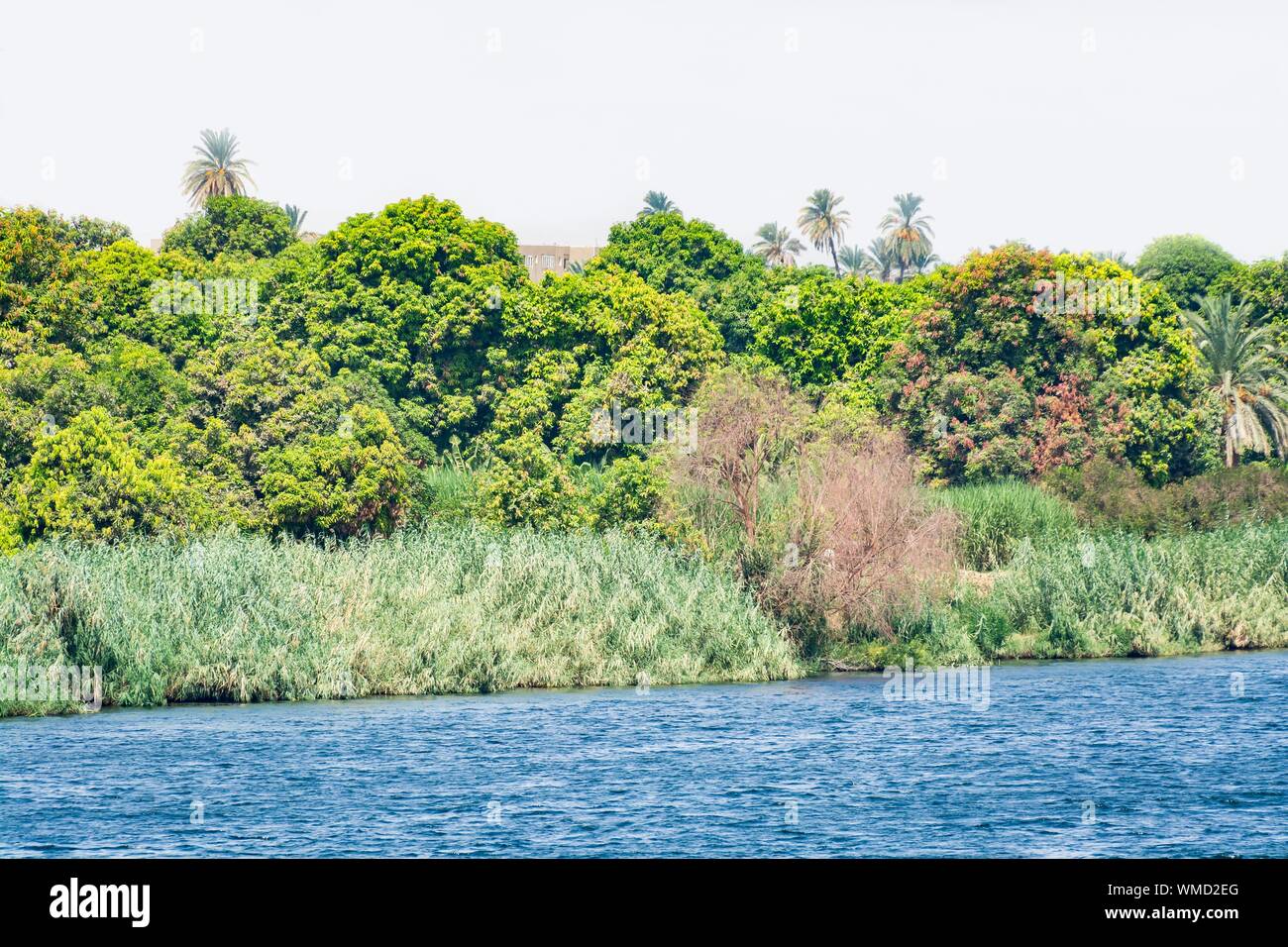 Bank of Nile river seen during touristic cruise, Egypt Stock Photo - Alamy
