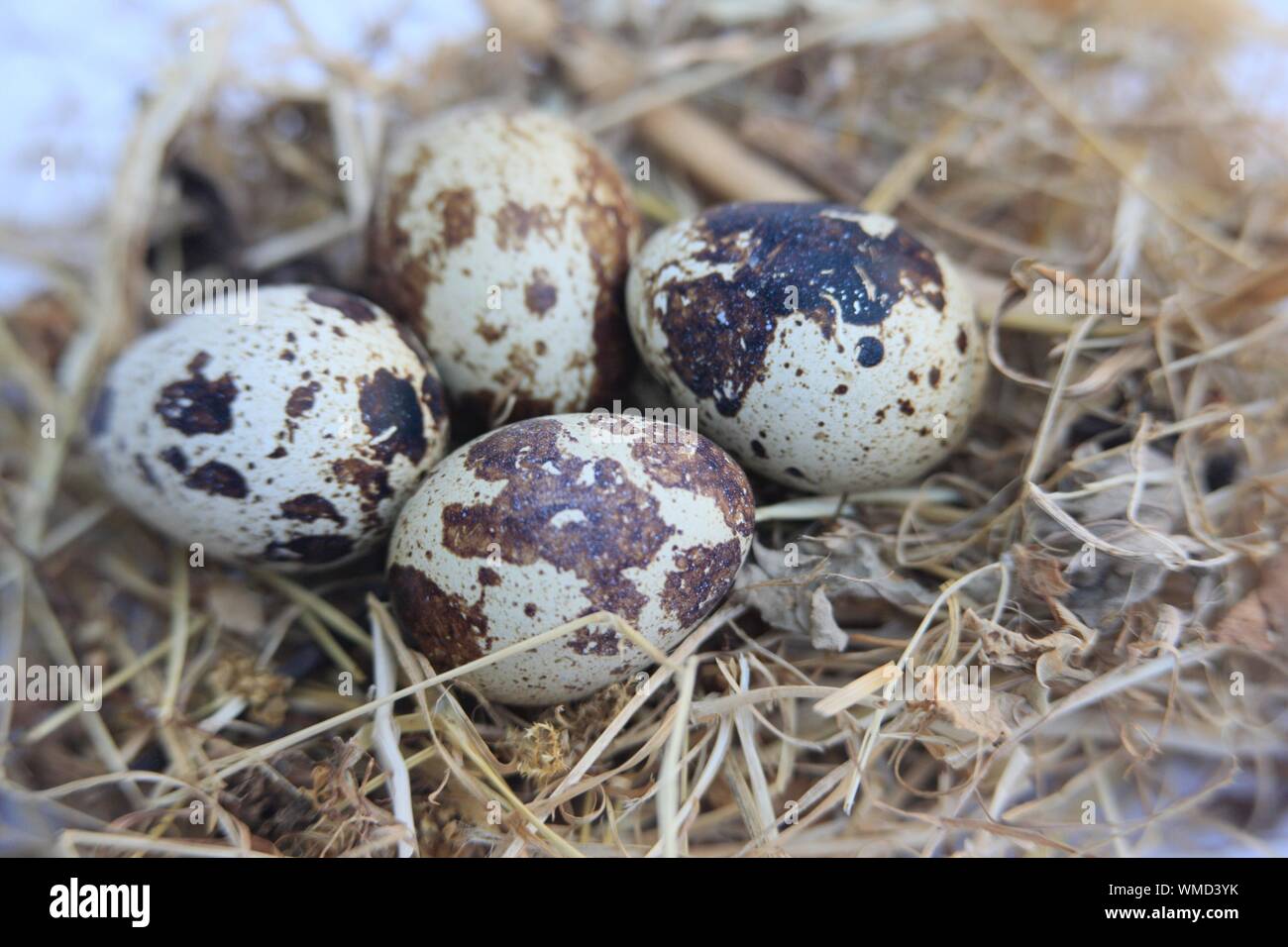 Too close to nest hi-res stock photography and images - Alamy