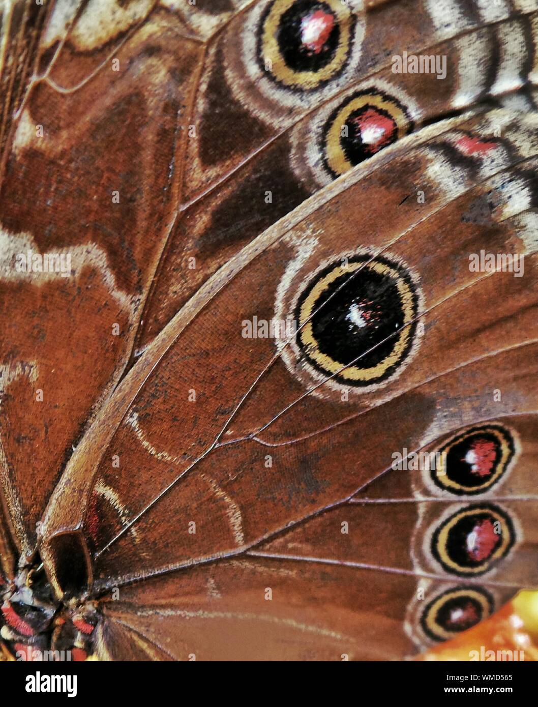 Butterfly in detail hi-res stock photography and images - Alamy