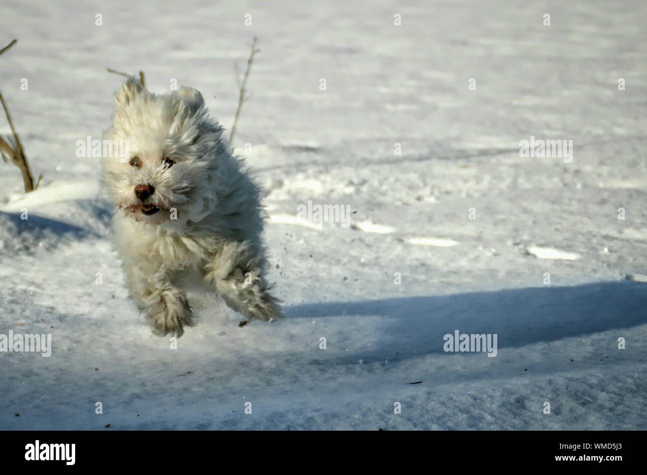 Running mid air winter hi-res stock photography and images - Alamy