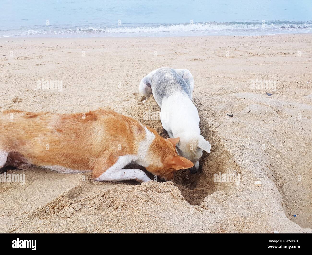 Dogs digging hi-res stock photography and images - Alamy