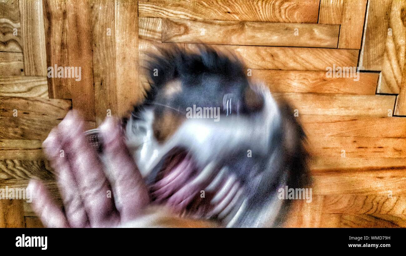 Animal motion blur hi-res stock photography and images - Alamy
