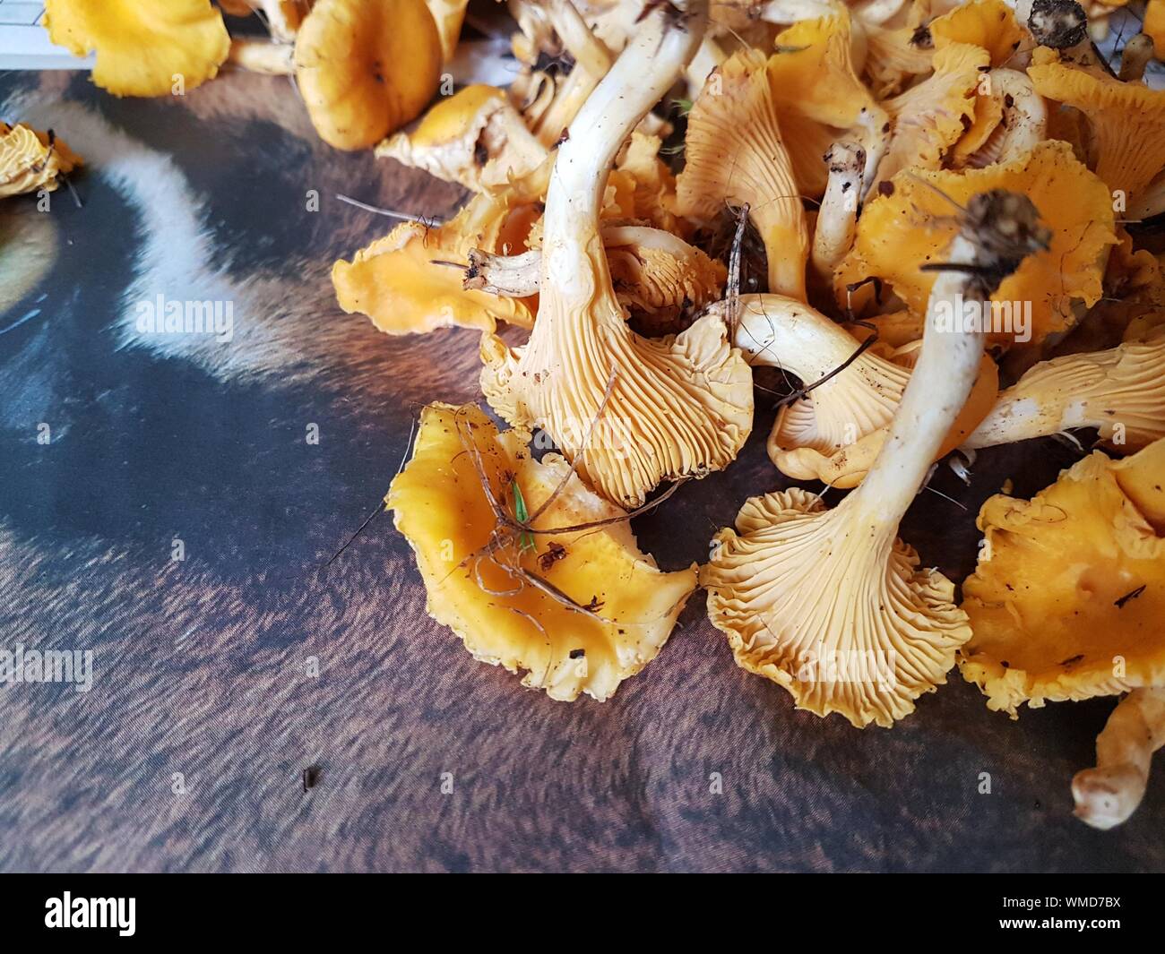 Freshly picked chanterelle mushrooms hi-res stock photography and ...