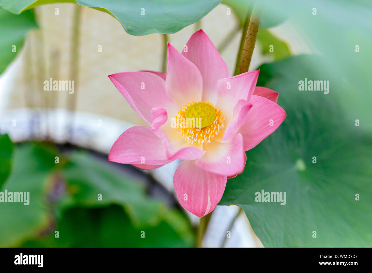Pink flower meaning hi-res stock photography and images - Alamy