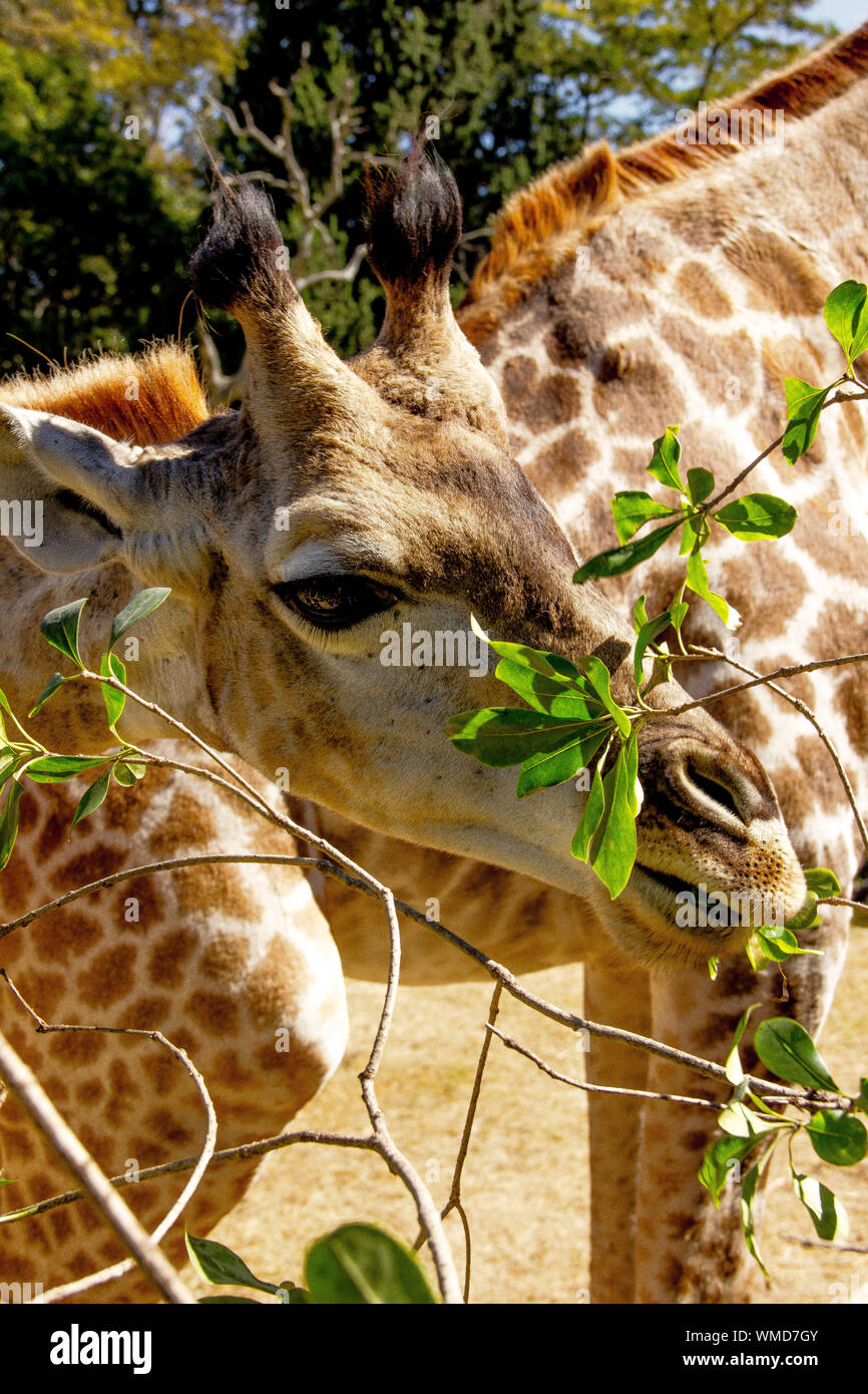 Giraffe eating close hi-res stock photography and images - Alamy