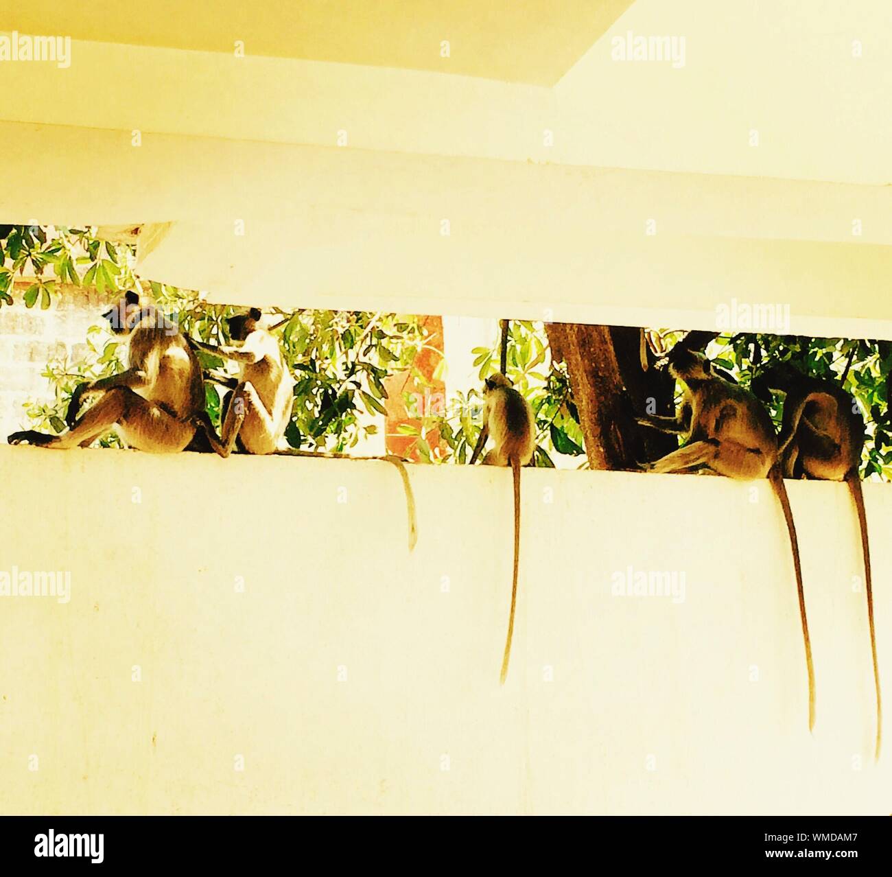 Five monkeys hi-res stock photography and images - Alamy