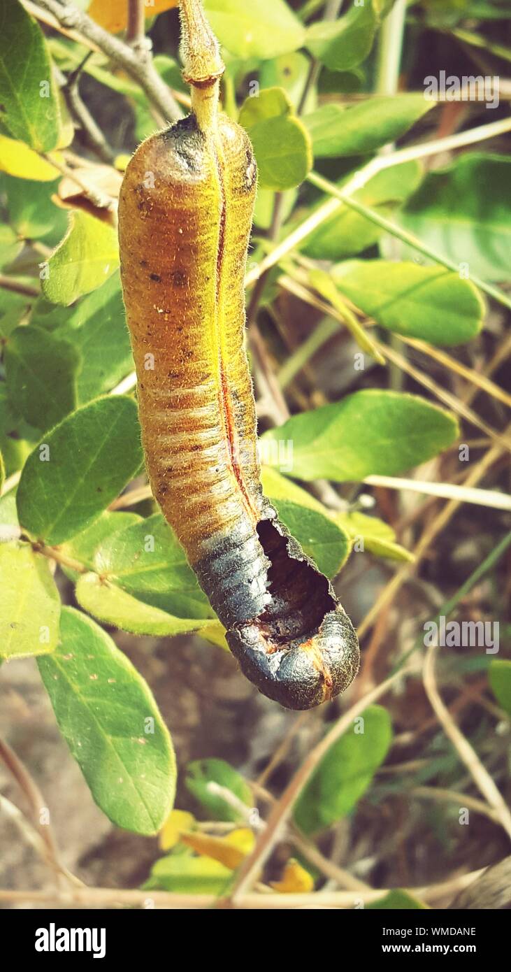 Hanging seed pod hi-res stock photography and images - Alamy