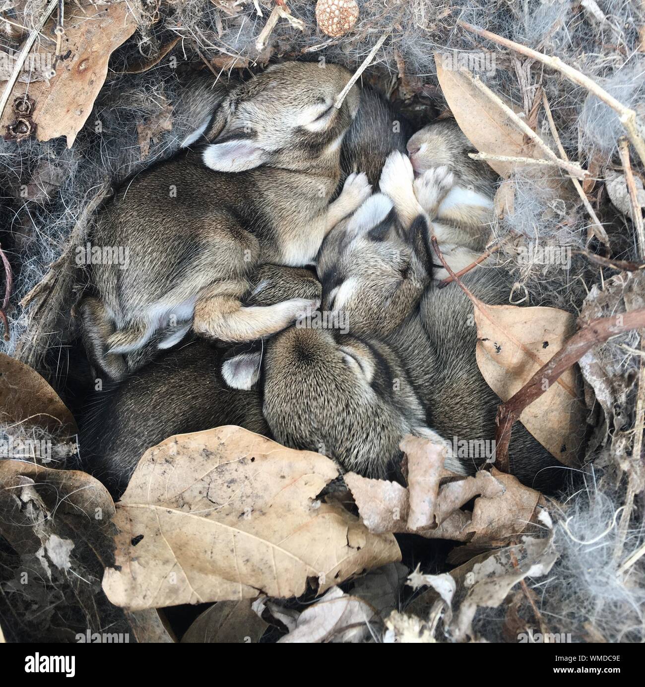 Baby Rabbits High Resolution Stock Photography and Images - Alamy