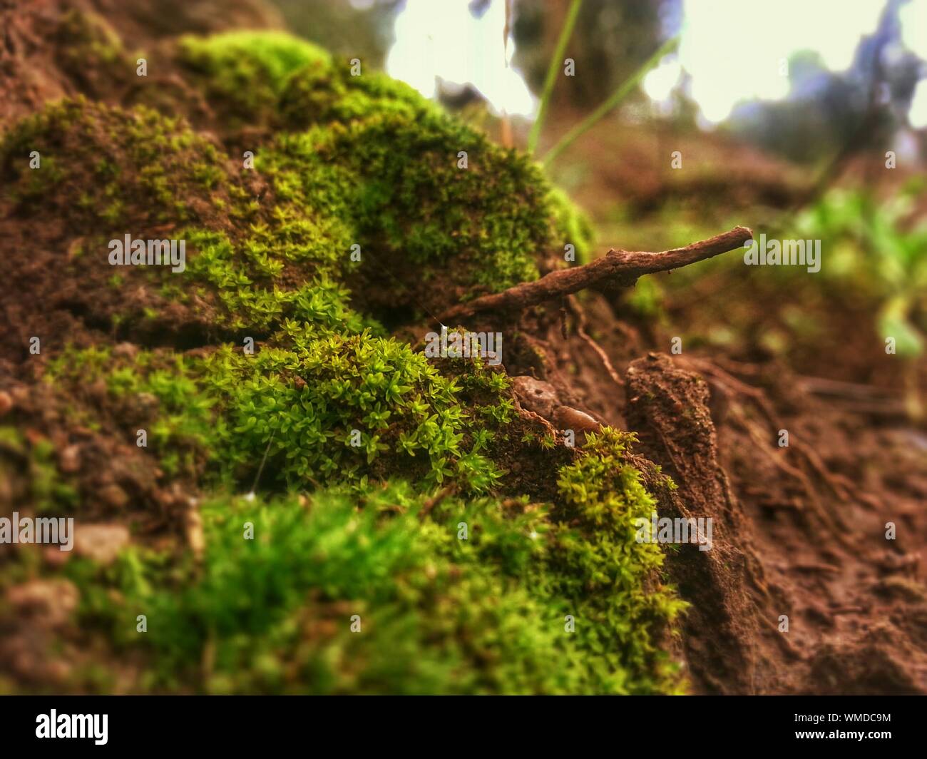 Moss soil hi-res stock photography and images - Alamy
