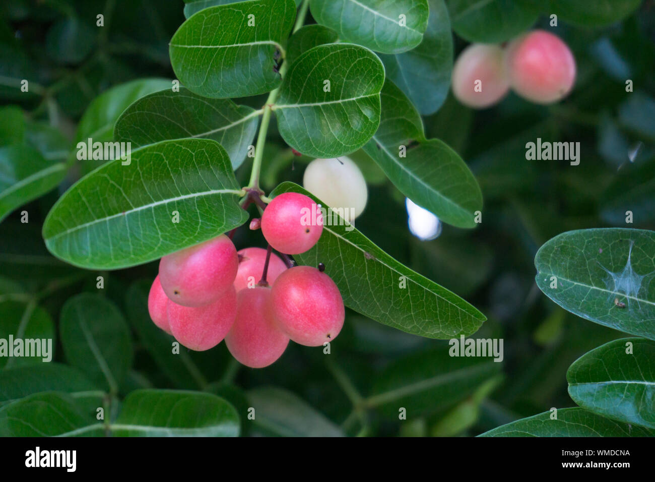 Carissa carandas hi-res stock photography and images - Alamy