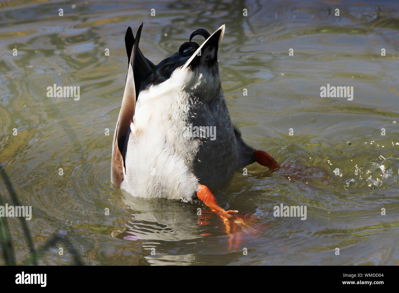 Duck upside down in water hi-res stock photography and images - Alamy