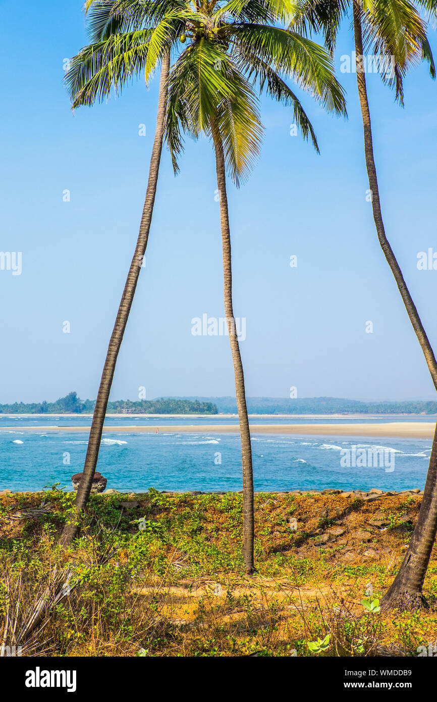 Indian trees hi-res stock photography and images - Alamy