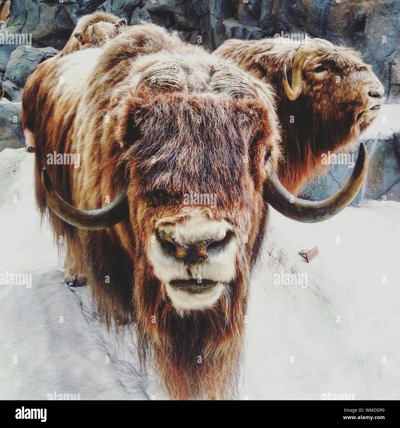 Cattle in the zoo hi-res stock photography and images - Alamy