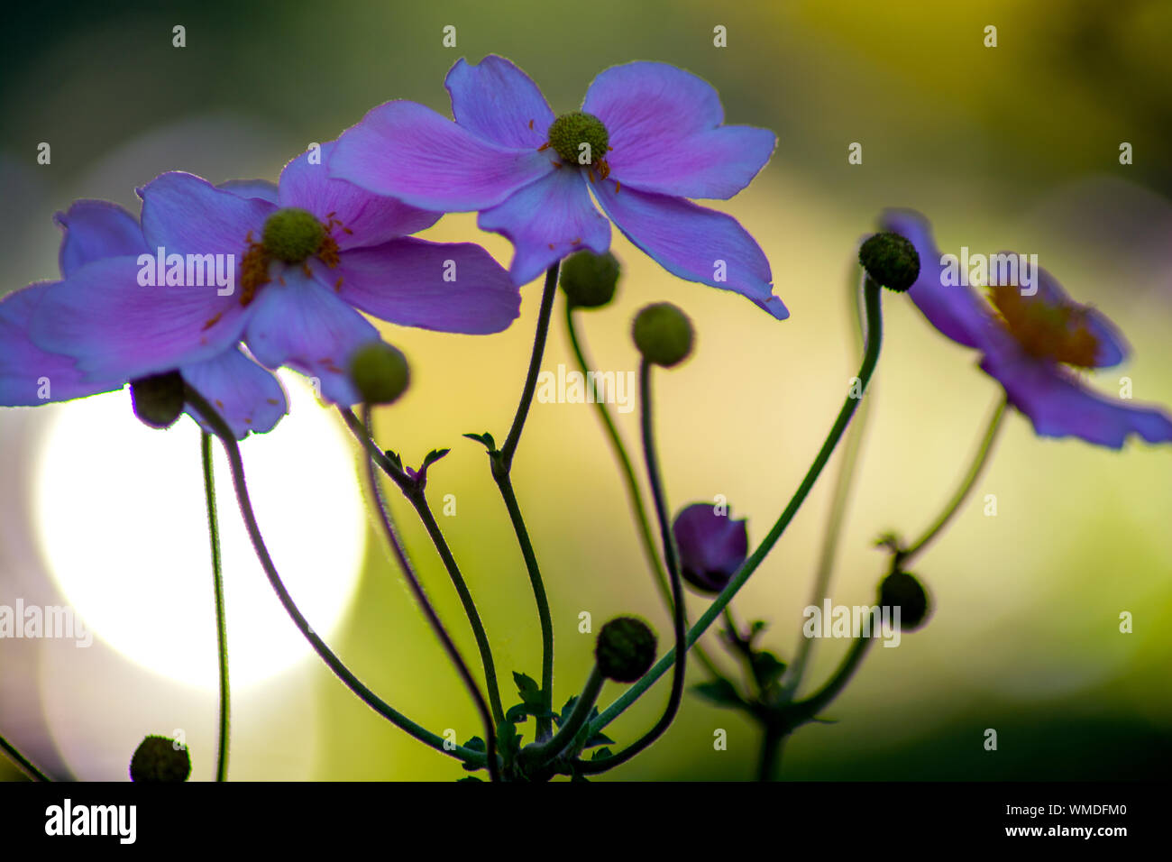 oncept flora : Autumn anemone Stock Photo - Alamy