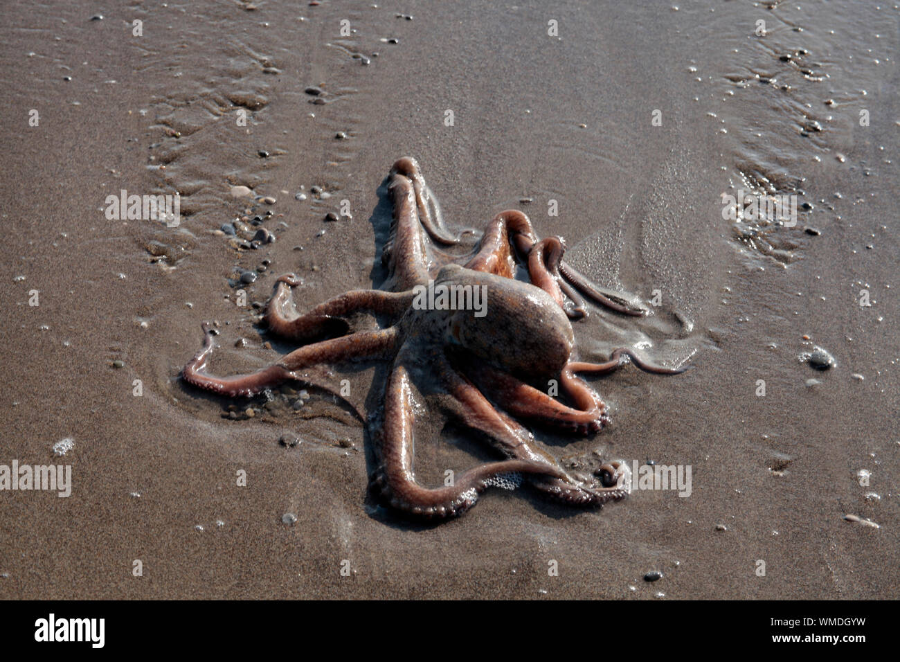 Common octopus in seaweed octopus hi-res stock photography and images ...
