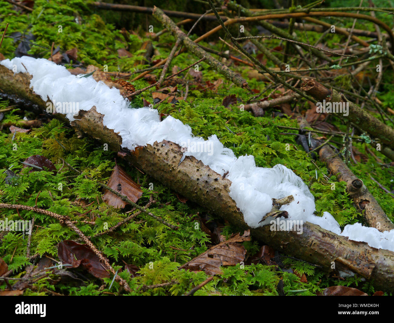 Hair ice fungus hi-res stock photography and images - Alamy
