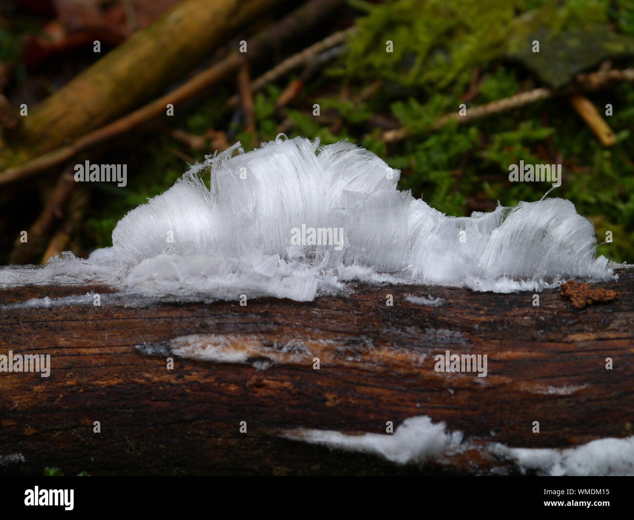 Hair ice on a beech branch Stock Photo - Alamy