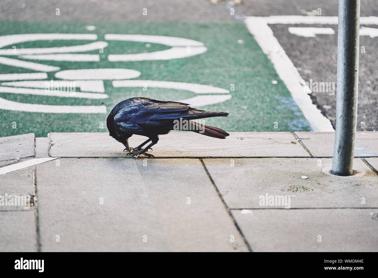 Side view of raven hi-res stock photography and images - Alamy