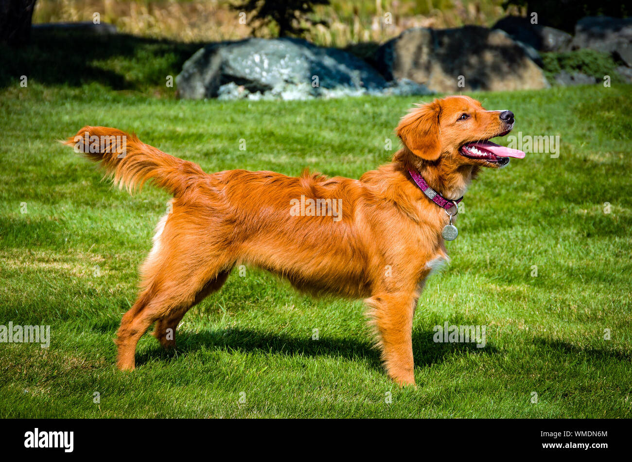 Toller High Resolution Stock Photography and Images - Alamy