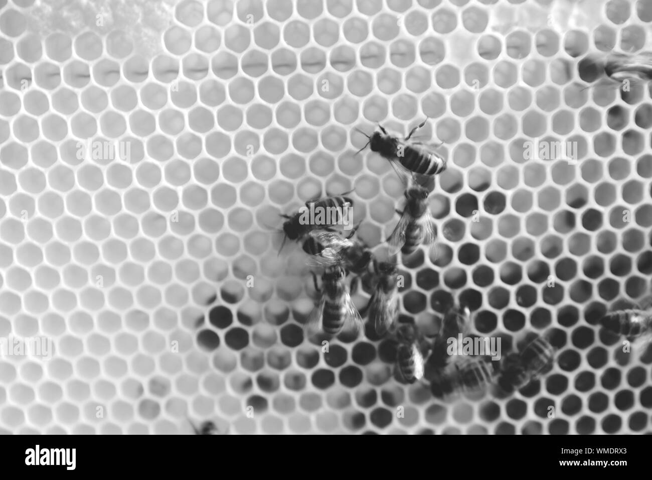Honey bees Black and White Stock Photos & Images - Alamy