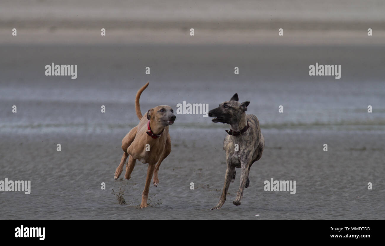 Two dogs running on the sand hi-res stock photography and images - Alamy